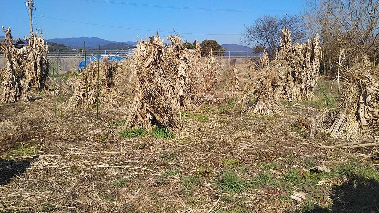スキゾ逃農記 至善農園精舎 知足 離欲 精進編 | junbenのブログ - 楽天ブログ