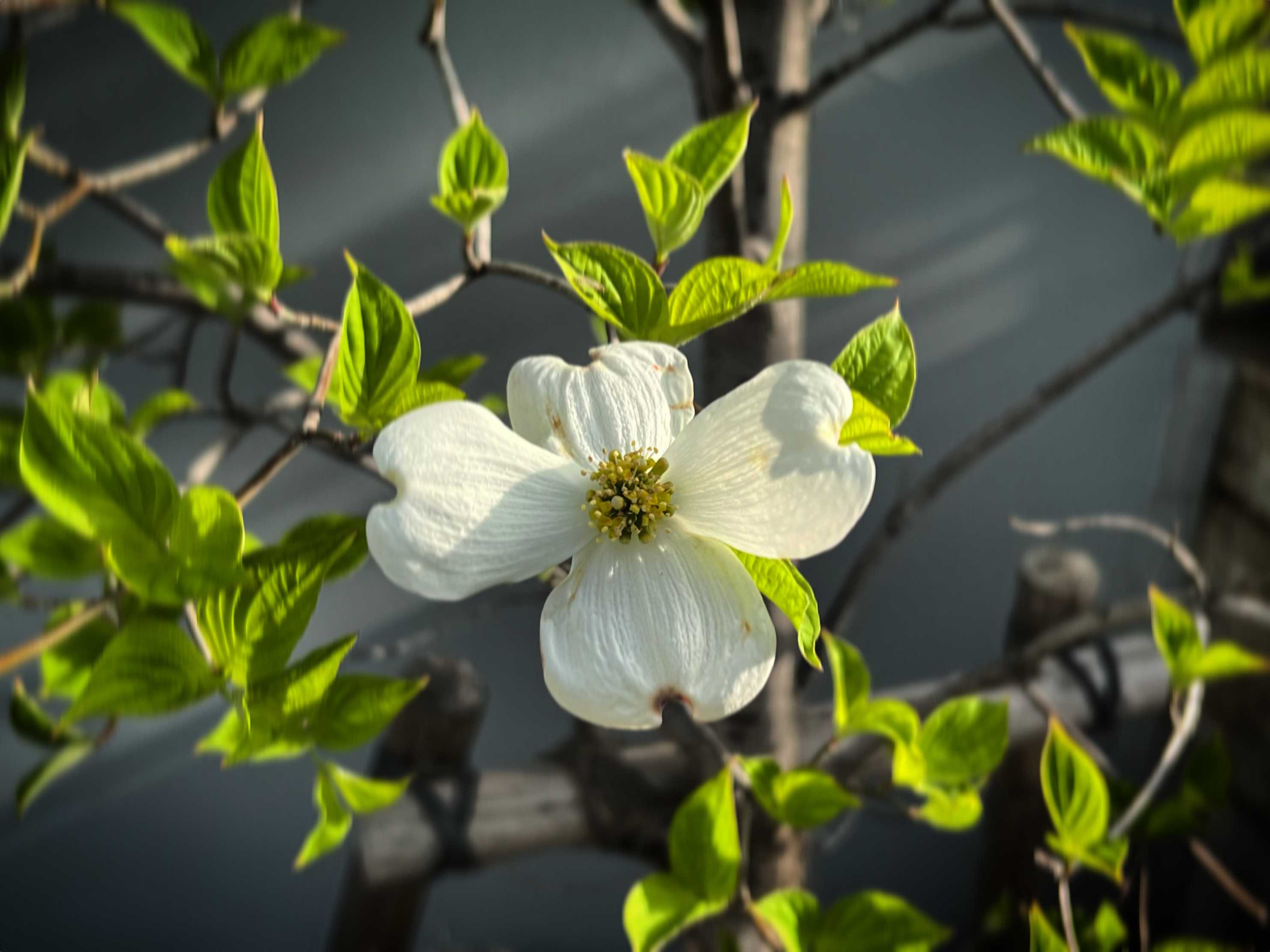 Precious Monday | Life with Amour and Humanity - 楽天ブログ