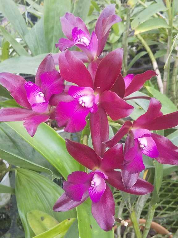 Mxdm.ゼロフィティカム、 Ctt.サガリック・ワックス、Den. ‘ワタボウシ’ | ラン好きのページ - 楽天ブログ