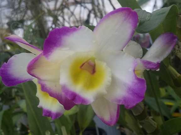 Den.ファイヤー・ウィングズ、ホワイト・クリスマス'シーガル'、ノビル fma.クックソニアナム | ラン好きのページ - 楽天ブログ