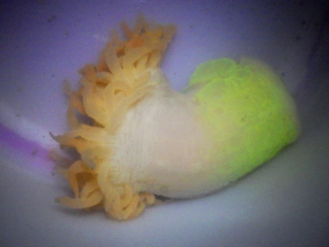 観察してみると異なる個体だった | 海水魚が好き！ - 楽天ブログ