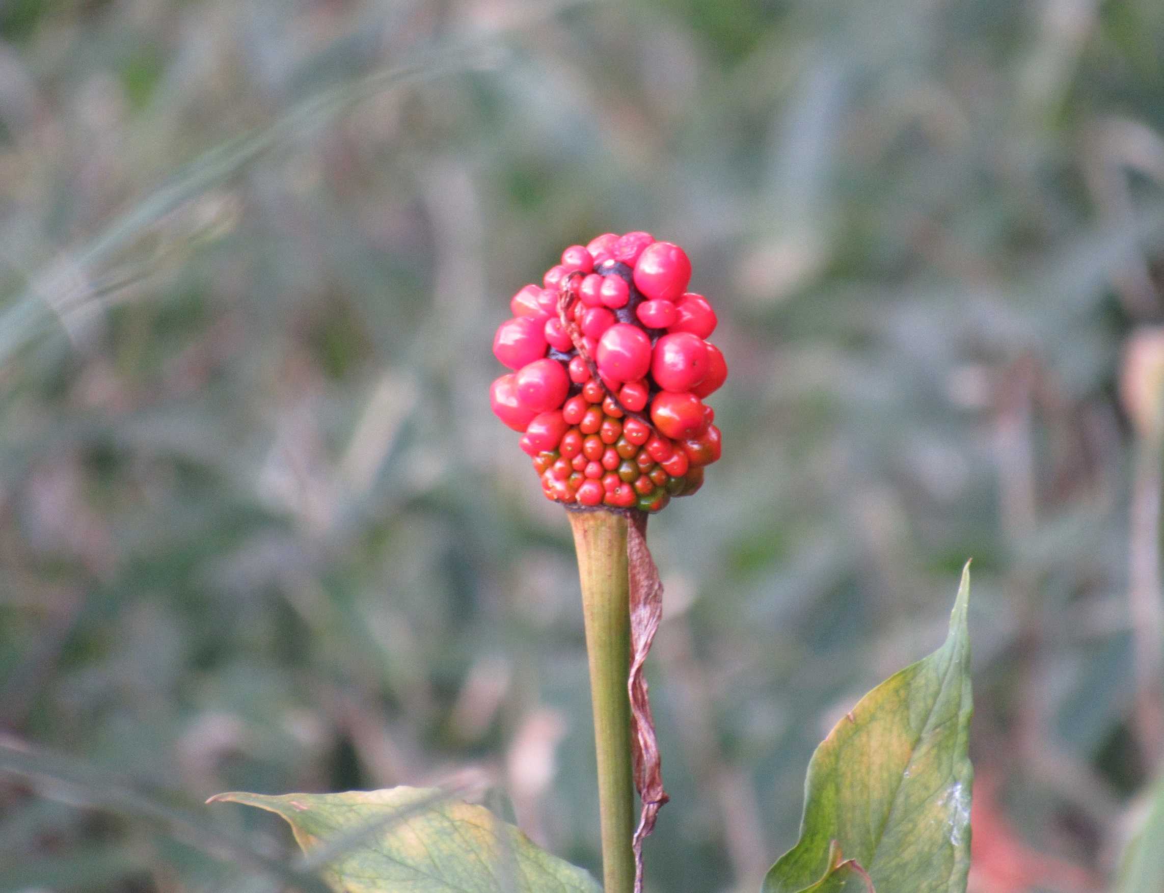 曾爾高原 | みんなのポケット6 - 楽天ブログ