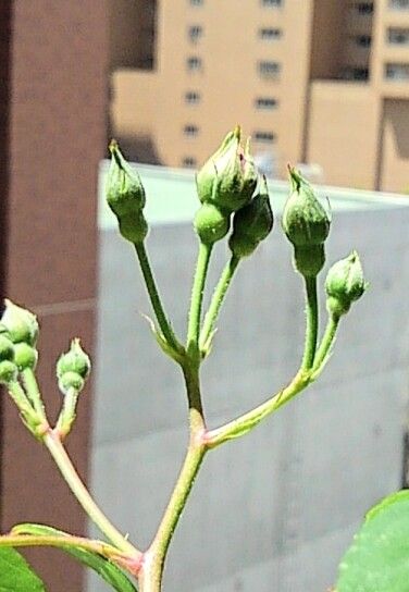 バラの蕾 七宝焼の工房 アトリエ和か（のどか）のブログ 楽天ブログ