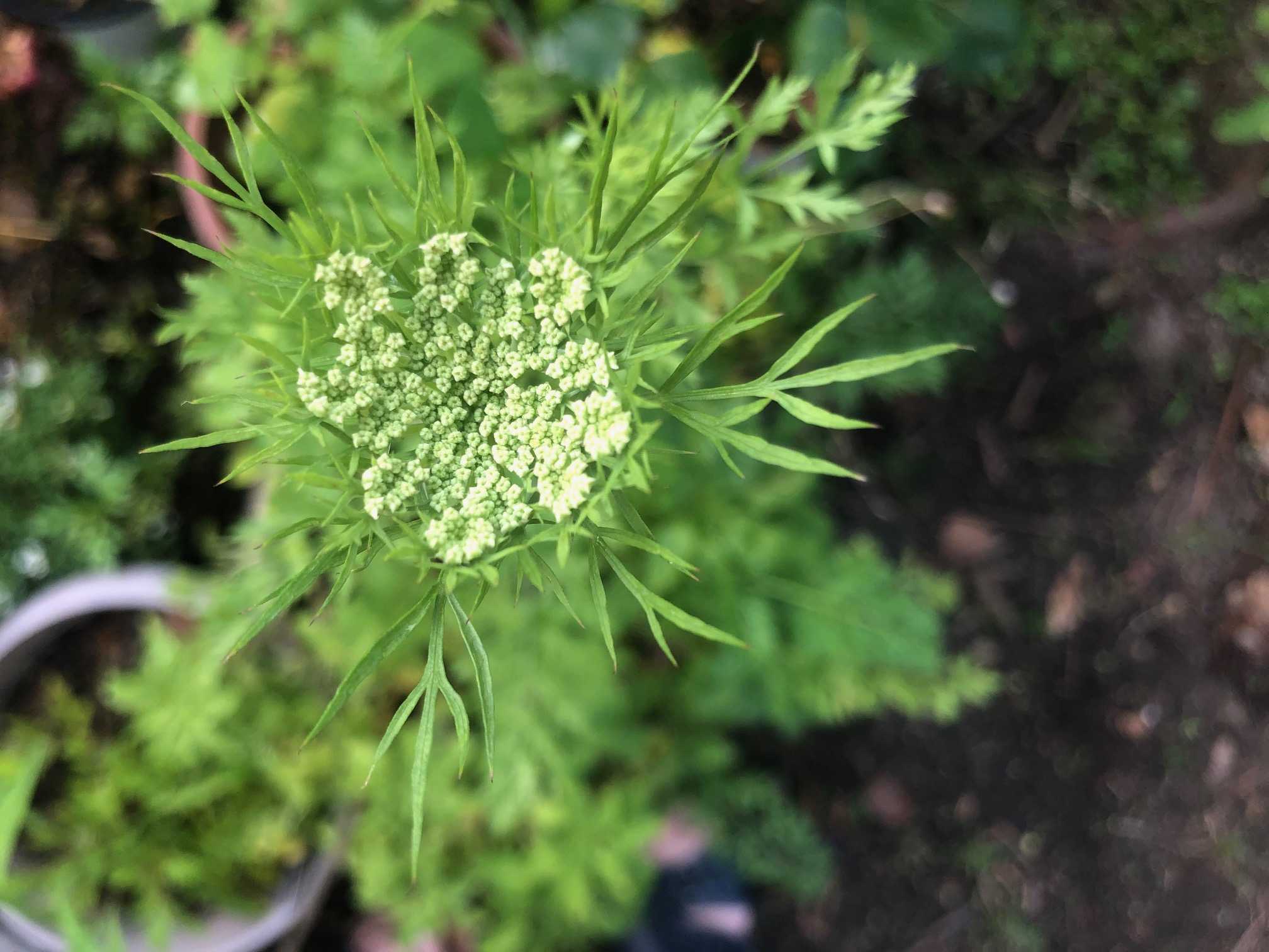 人参の花 | アトリエもこの適温生活！ - 楽天ブログ