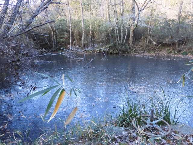 1月9日晴れ、寒~い日です。 | 散歩ブラブラ、主に野鳥たまに家 - 楽天ブログ