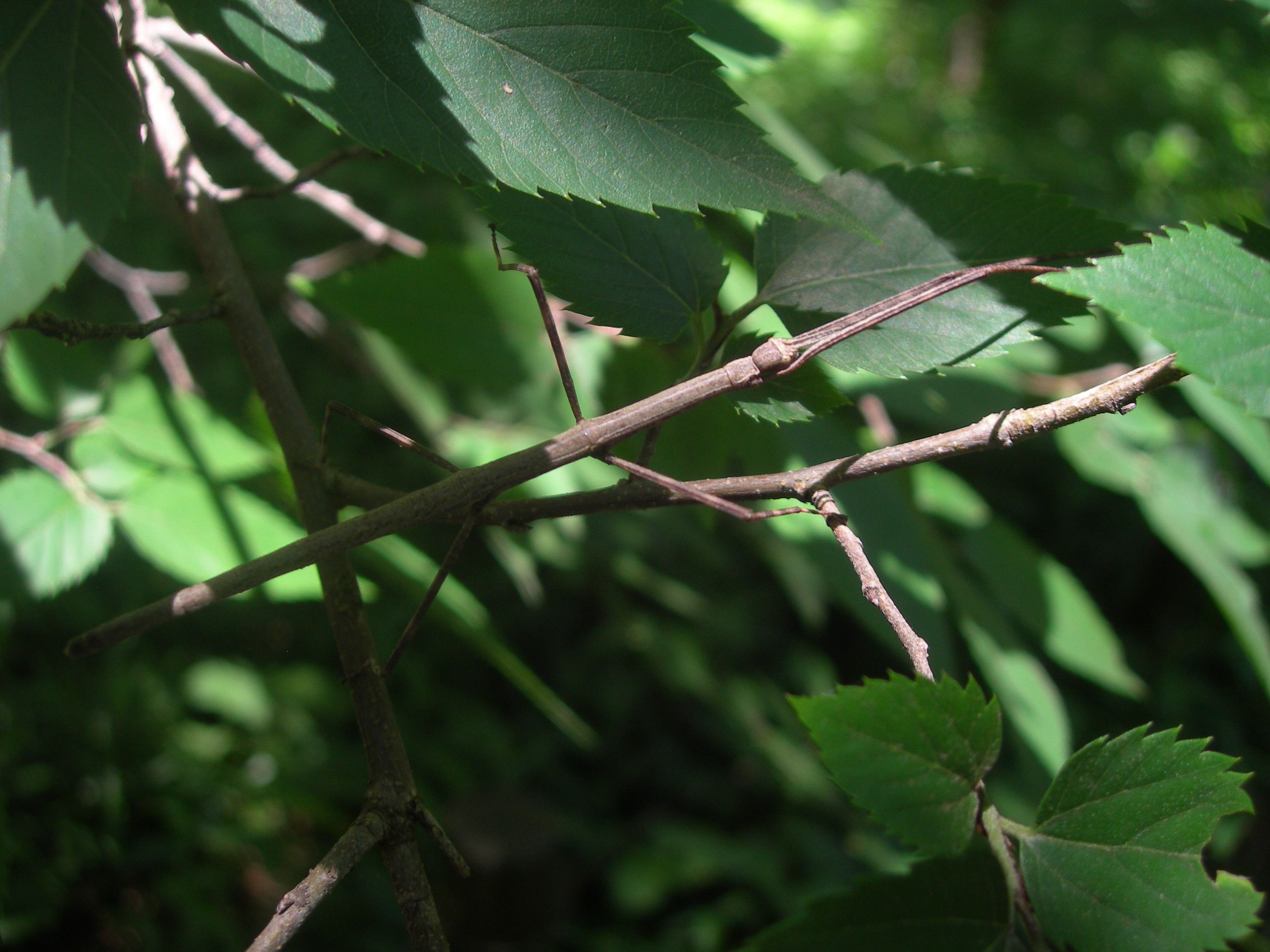 ナナフシモドキ | ELFIN'S NOTE - 楽天ブログ