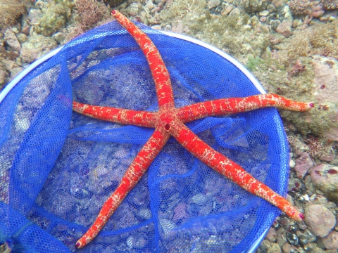 串本磯採集2017年6月下旬：サンゴの下の赤い腕 | 海水魚が好き！ - 楽天ブログ