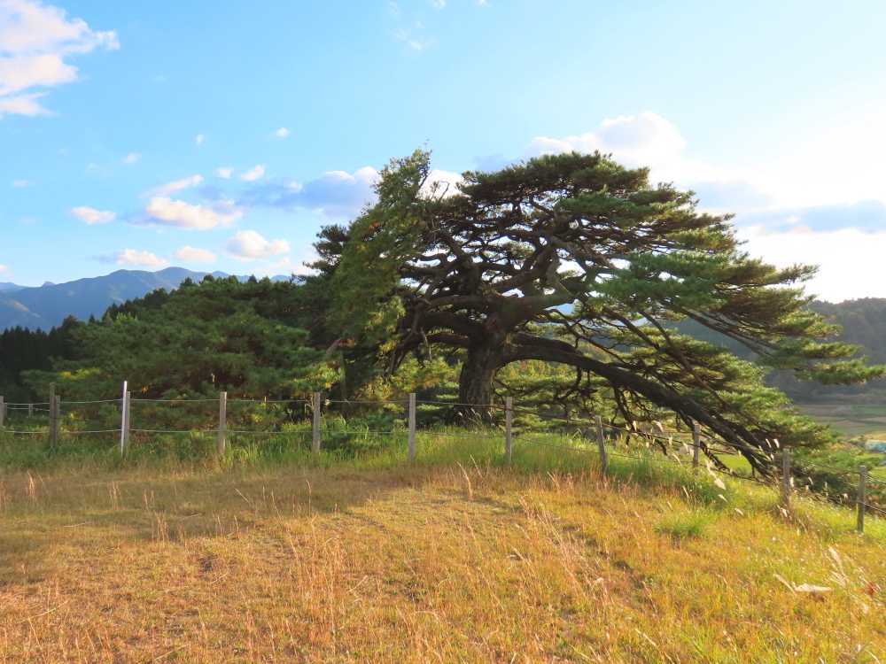 熊本県上益城郡山都町 『池尻の唐傘松』 | 金田政宗の旅の記録 - 楽天ブログ