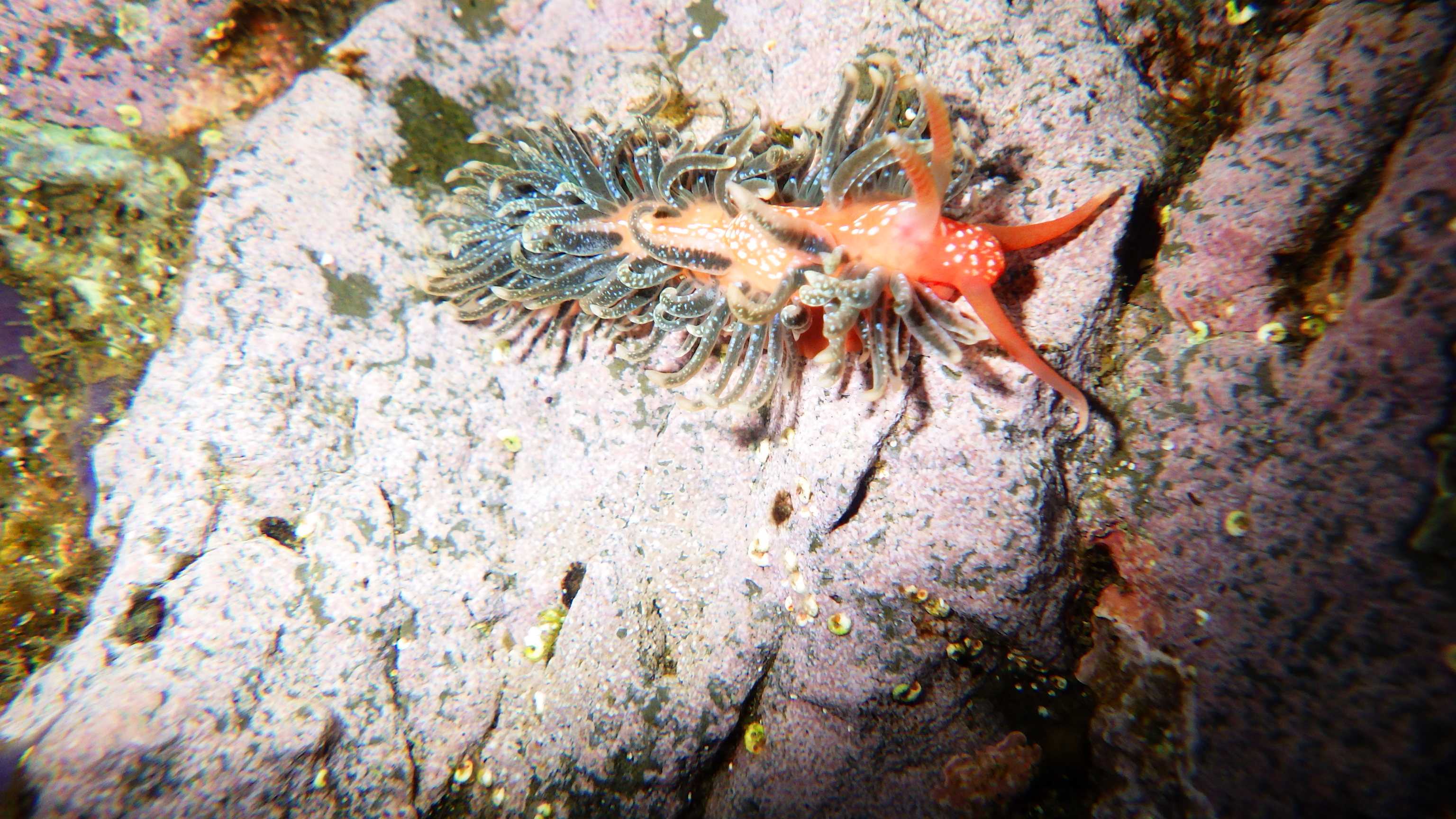 イロミノウミウシ | ELFIN'S NOTE - 楽天ブログ