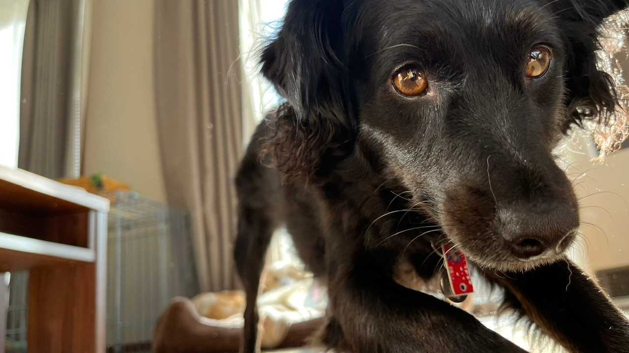 明けましておめでとうございます！ | mocoとharryとnikkiとnicoとlakiの HAPPY everyday - 楽天ブログ