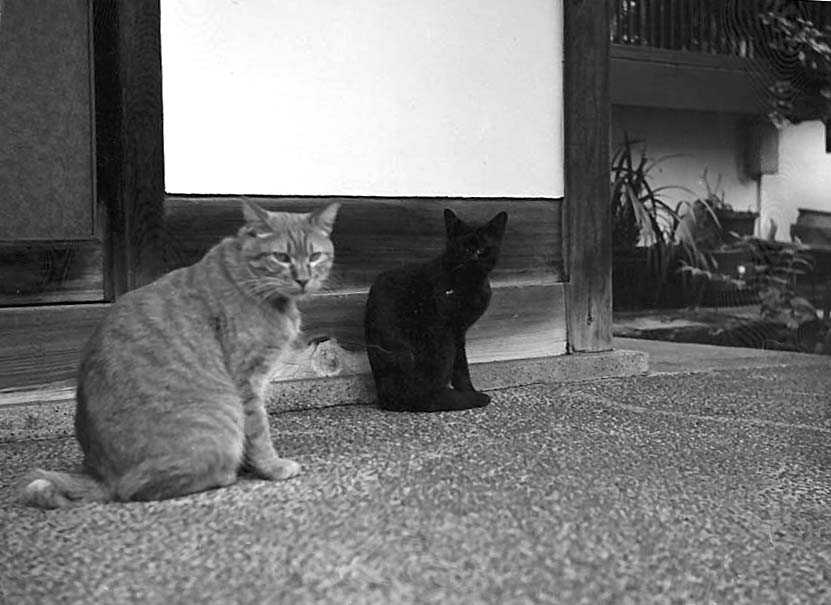 139=SEMI PROUD（90年後の発見） | 写真機の話をしよう - 楽天ブログ