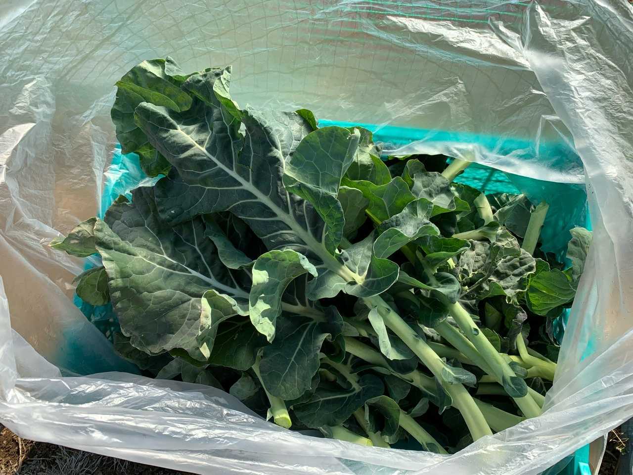 ブロ、カリ収穫。 | 統合失調症から農業nomichi - 楽天ブログ