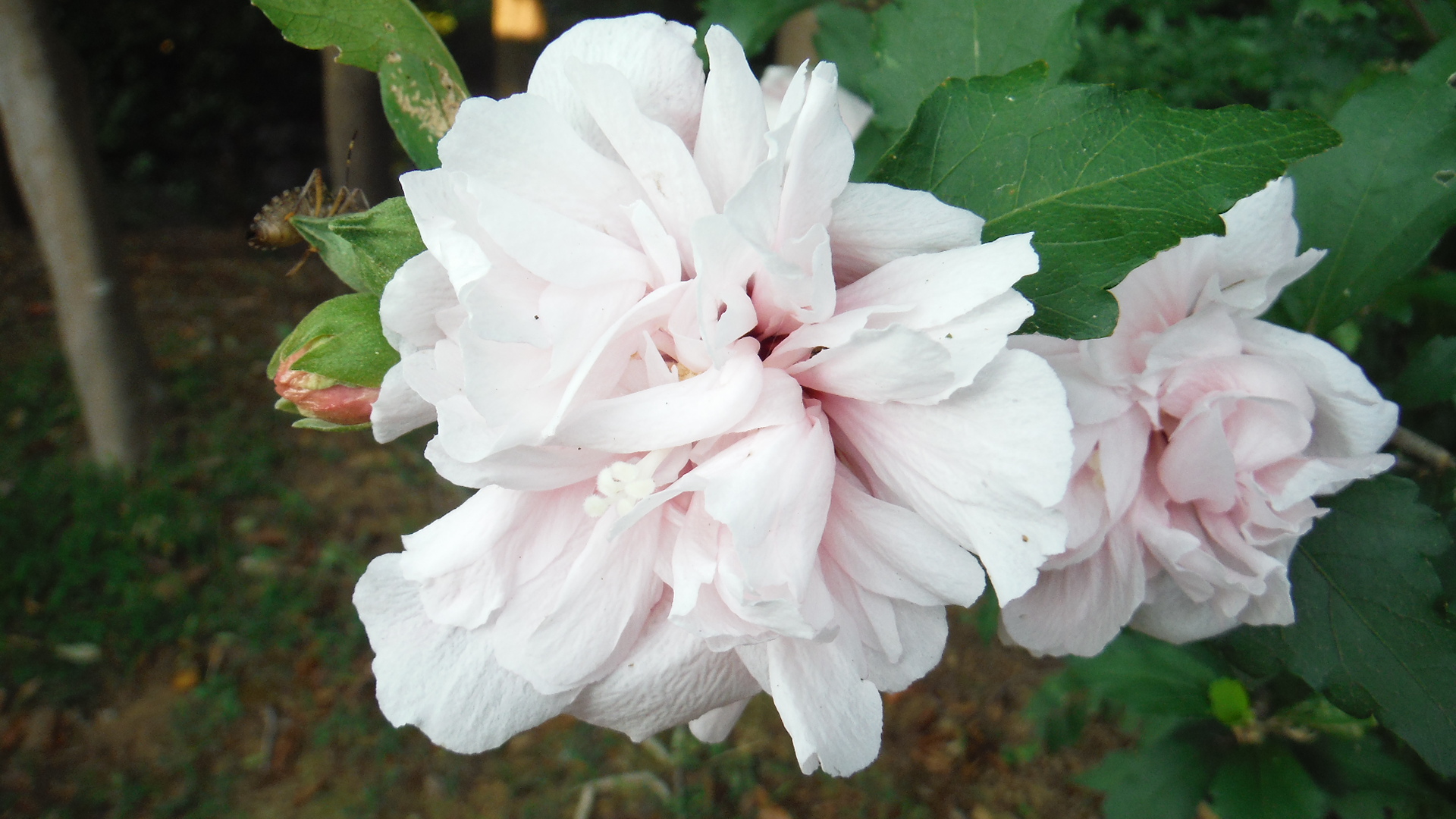 芭蕉と弟子たちの絆＆英会話＆英検 | 💛 夢の世界へ行こうUSA英会話 ♪ - 楽天ブログ