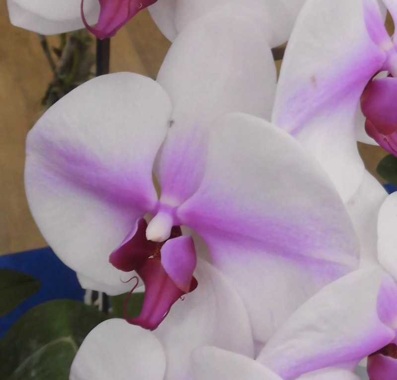 バンブ－ハウス沖縄 全沖縄らん展示会 38 ラン科ファレノプシス属 08 Phalaenopsis(Phal.) KV Butterfly ...