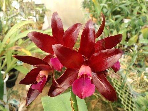 Ctt.チョコレート・ドロップ'コダマ'、Masd.アンドリーッタナ、Den.フロスティー・ドーン | ラン好きのページ - 楽天ブログ