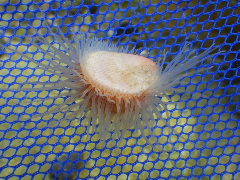 串本磯採集2015年8月下旬：悩ましきやつら | 海水魚が好き！ - 楽天ブログ