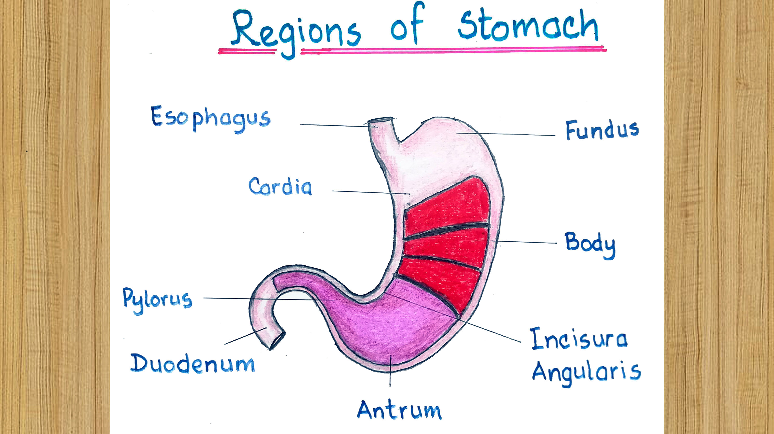 How to Draw Stomach Easy | Stomach Drawing Easy Step by Step | Stomach ...