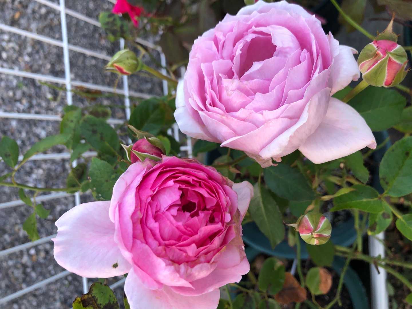 消毒とKIZUNA | Roseママの薔薇庭 - 楽天ブログ