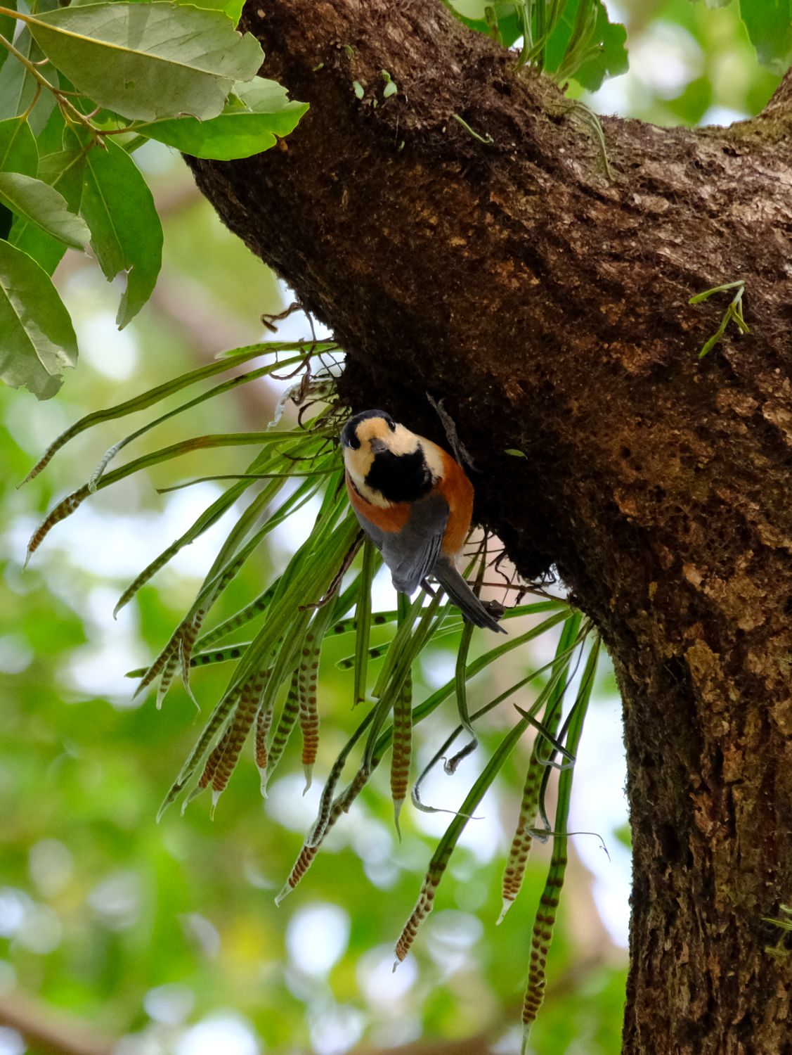 京の錦秋13（京都府立植物園） | 南風のメッセージ - 楽天ブログ