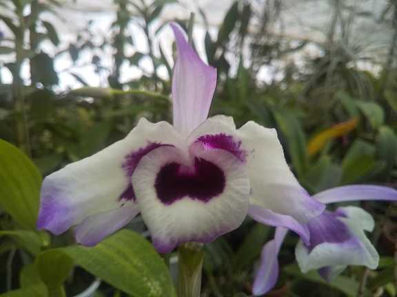 Den.ファイヤー・ウィングズ、ホワイト・クリスマス'シーガル'、ノビル fma.クックソニアナム | ラン好きのページ - 楽天ブログ