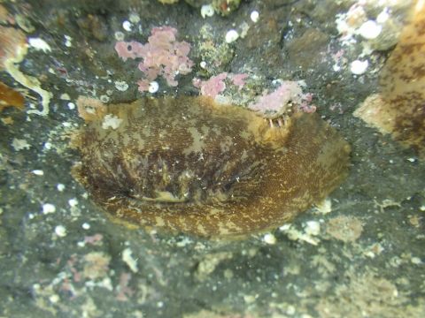 串本磯採集2018年6月上旬：セトミノウミウシとか、オトメガサとか | 海水魚が好き！ - 楽天ブログ