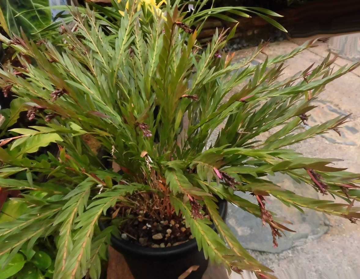 バンブ－ハウス沖縄 第35回沖縄国際洋蘭博覧会 OIOS2022 ラン科イソキラス属 Isochilus linearis Long ...