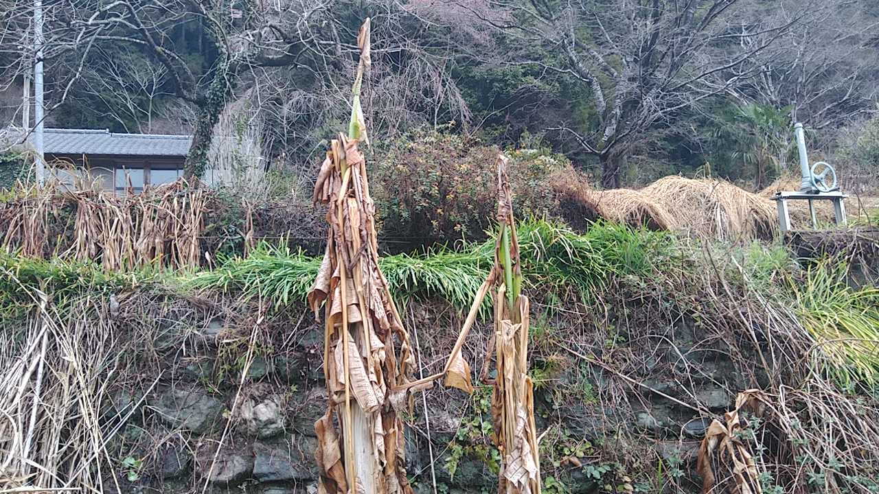 スキゾ逃農記 至善農園精舎 知足 離欲 精進編 | junbenのブログ - 楽天ブログ