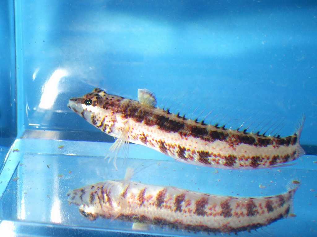 おまえはもうかわいいやつに決定～♪ | 海水魚が好き！ - 楽天ブログ