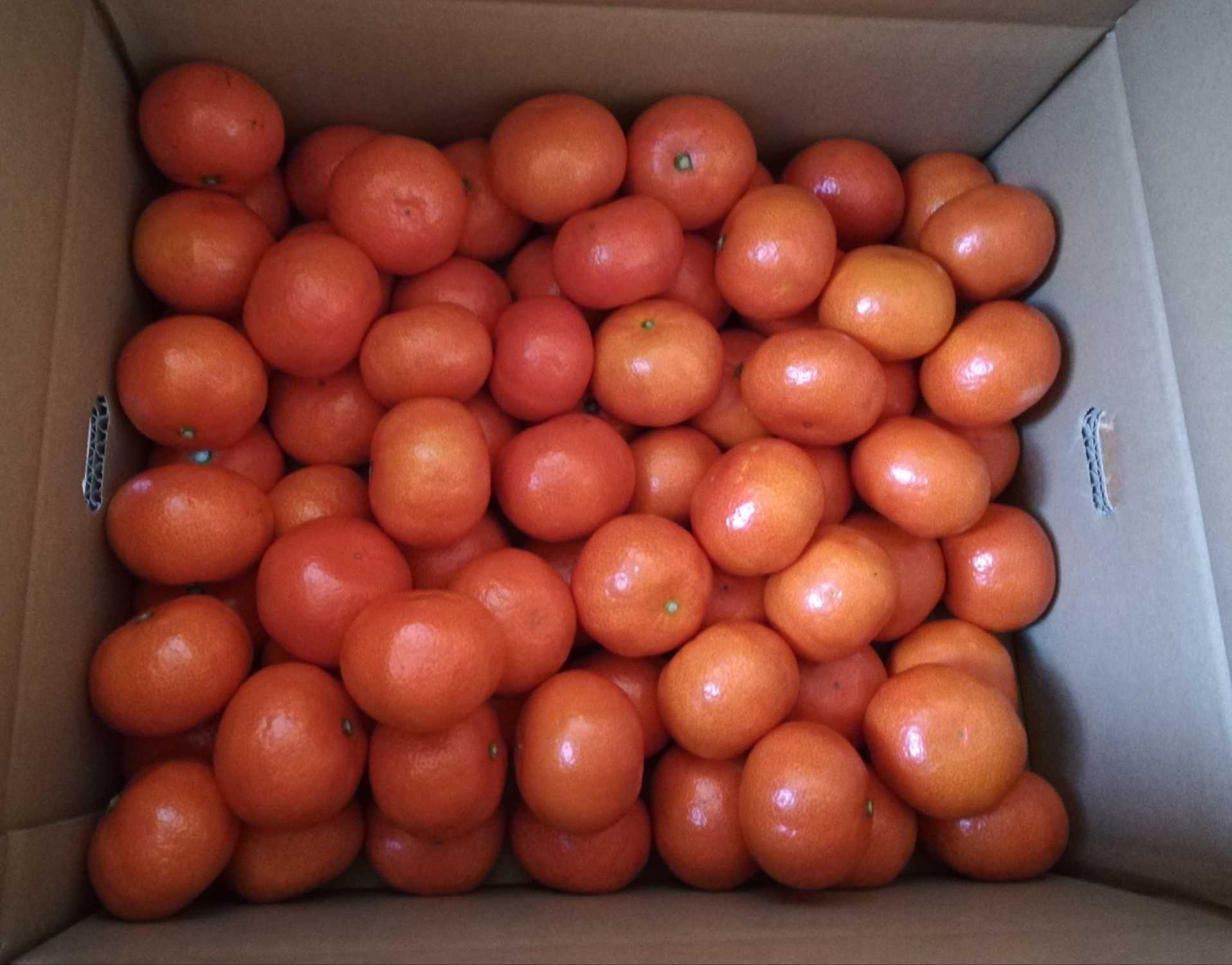 【レポ】おすすめ！小原紅早生みかん 約5kg 2Sサイズ（約70個） | ユッコのお取り寄せ喜怒哀楽 - 楽天ブログ