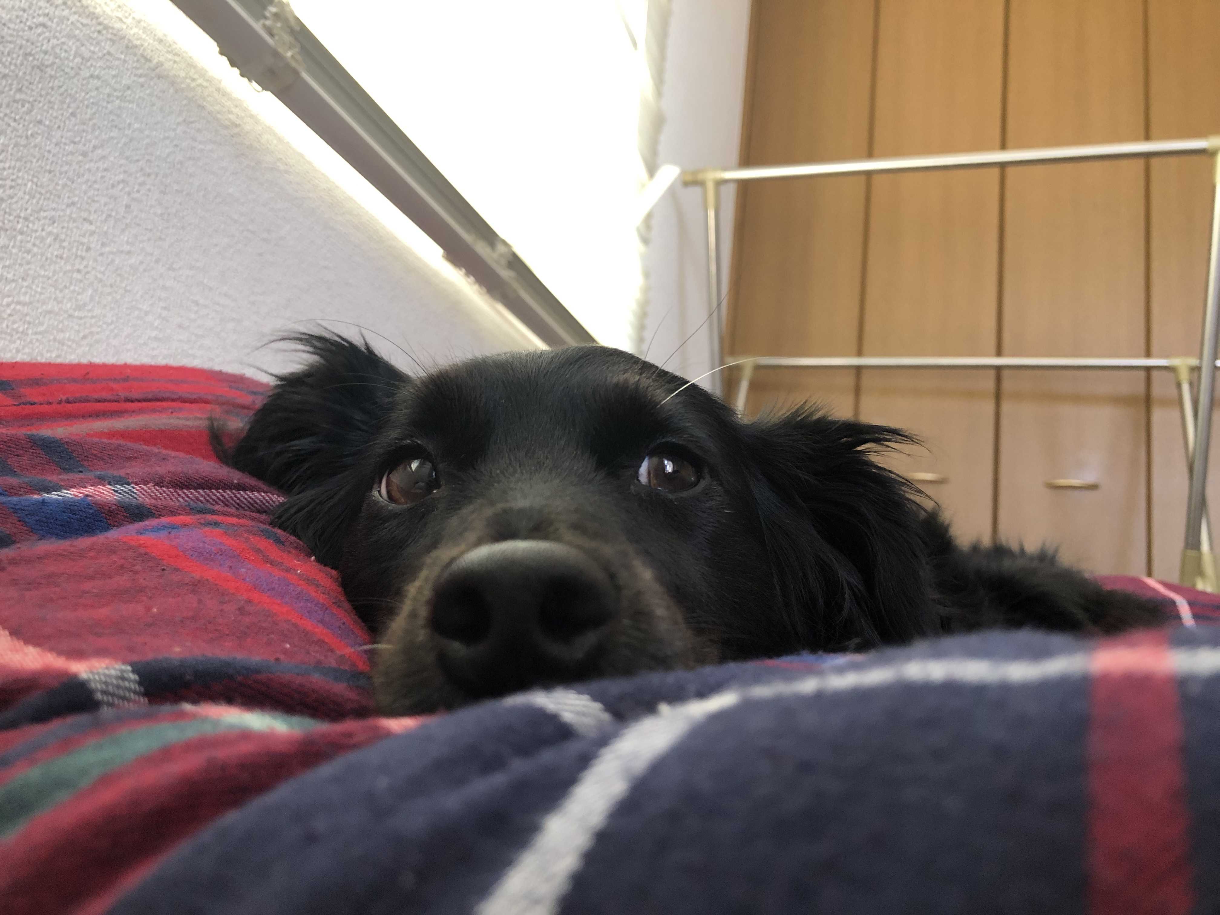 何だか物足りない… | mocoとharryとnikkiとnicoとlakiの HAPPY everyday - 楽天ブログ