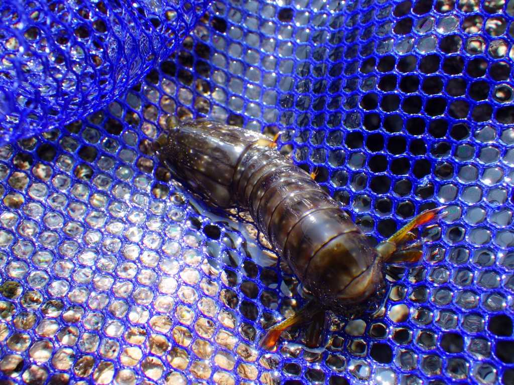 串本磯採集2019年8月上旬：甲殻類の観察・採集 | 海水魚が好き！ - 楽天ブログ