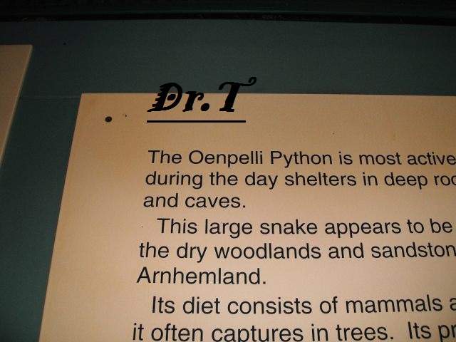 Morelia oenpelliensis オーエンペリーパイソン | Dr.Tの徒然なるままに Copyright (C) 2008-たっ ...