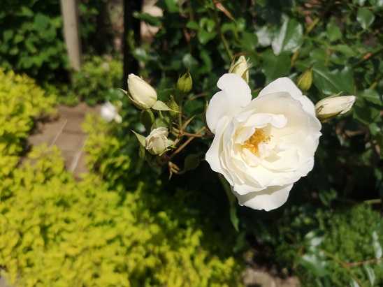 新型コロナワクチン予約 | とおりゃんせ - 楽天ブログ