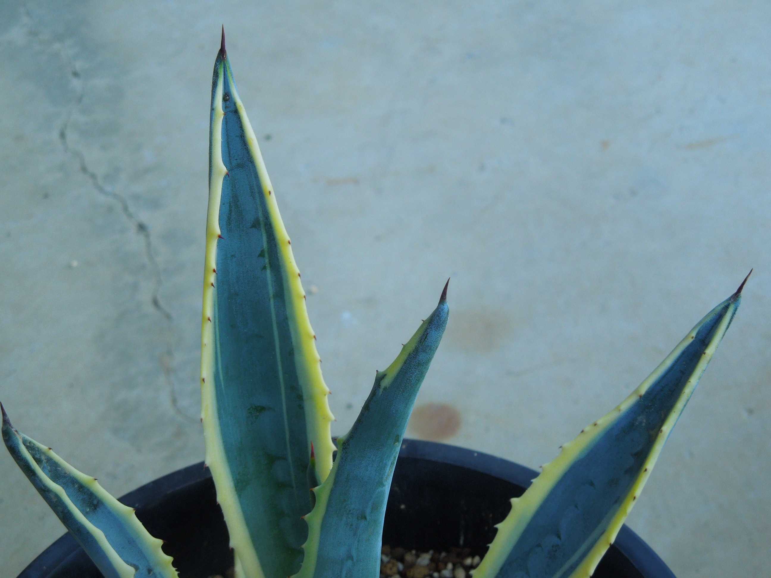 アガベ･アメリカーナ･マルギナータ(Agave americana var.marginate ) | 小平太1098のブログ - 楽天ブログ