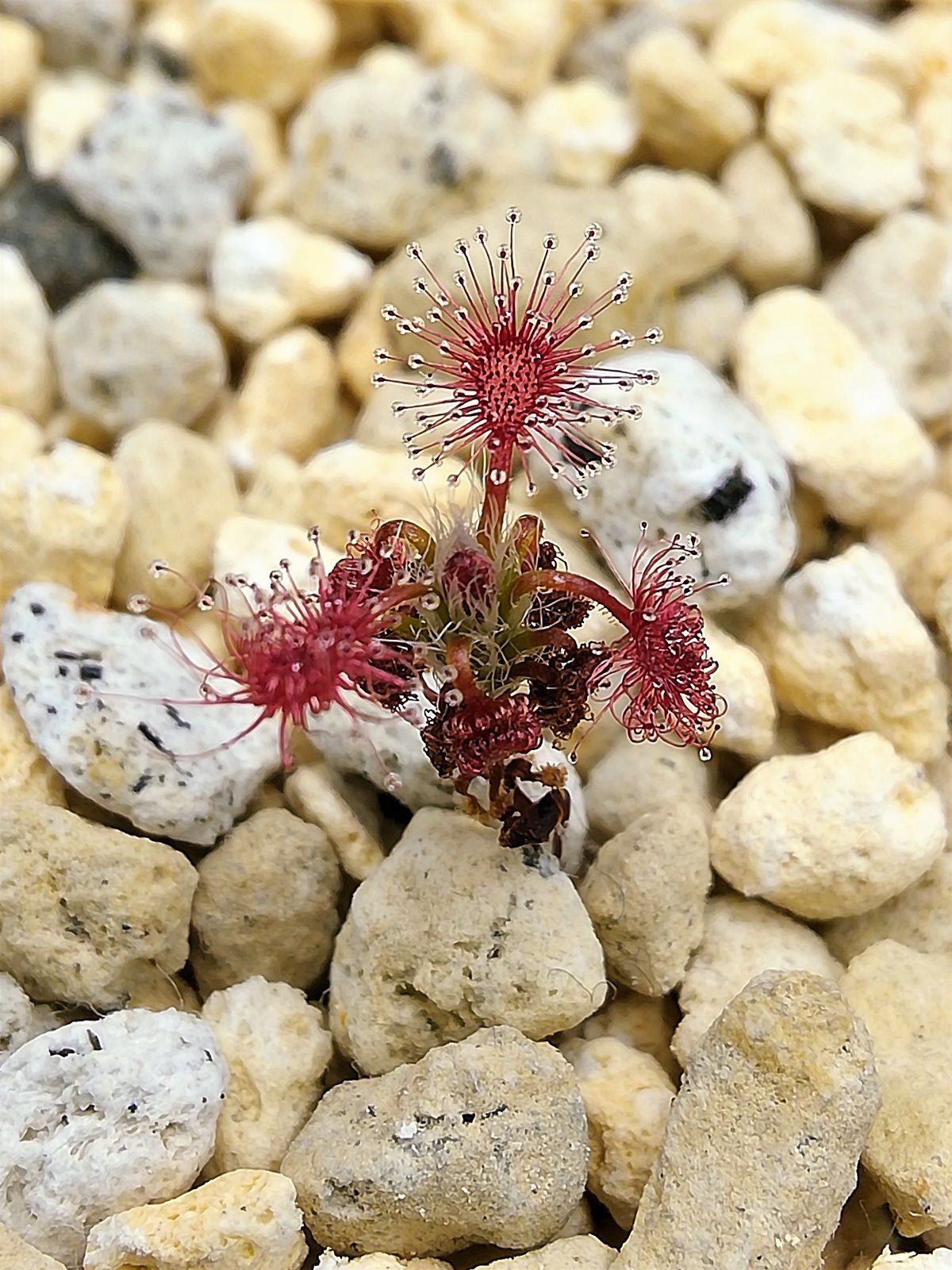 ピグミー gibsonii | ムシトリ観察 - 楽天ブログ