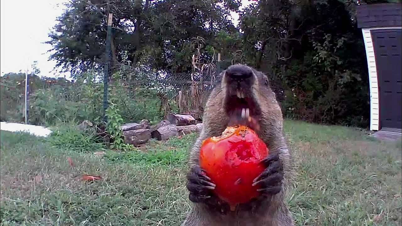 Tomatoes Geek - 楽天ブログ