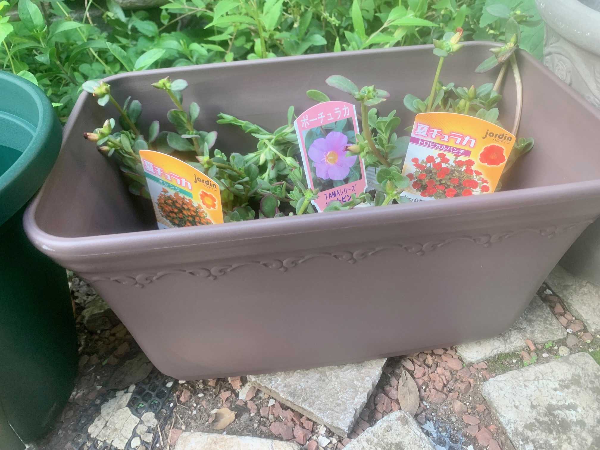 ダイエット食事日記3855日、コンビニ、石ちゃんミックスダブルス大会（青梅）、卓球ショップiruiru、カインズホーム、長女の娘、次女の息子達。WTTコンテンダーチュニス。 | MUSIC ...