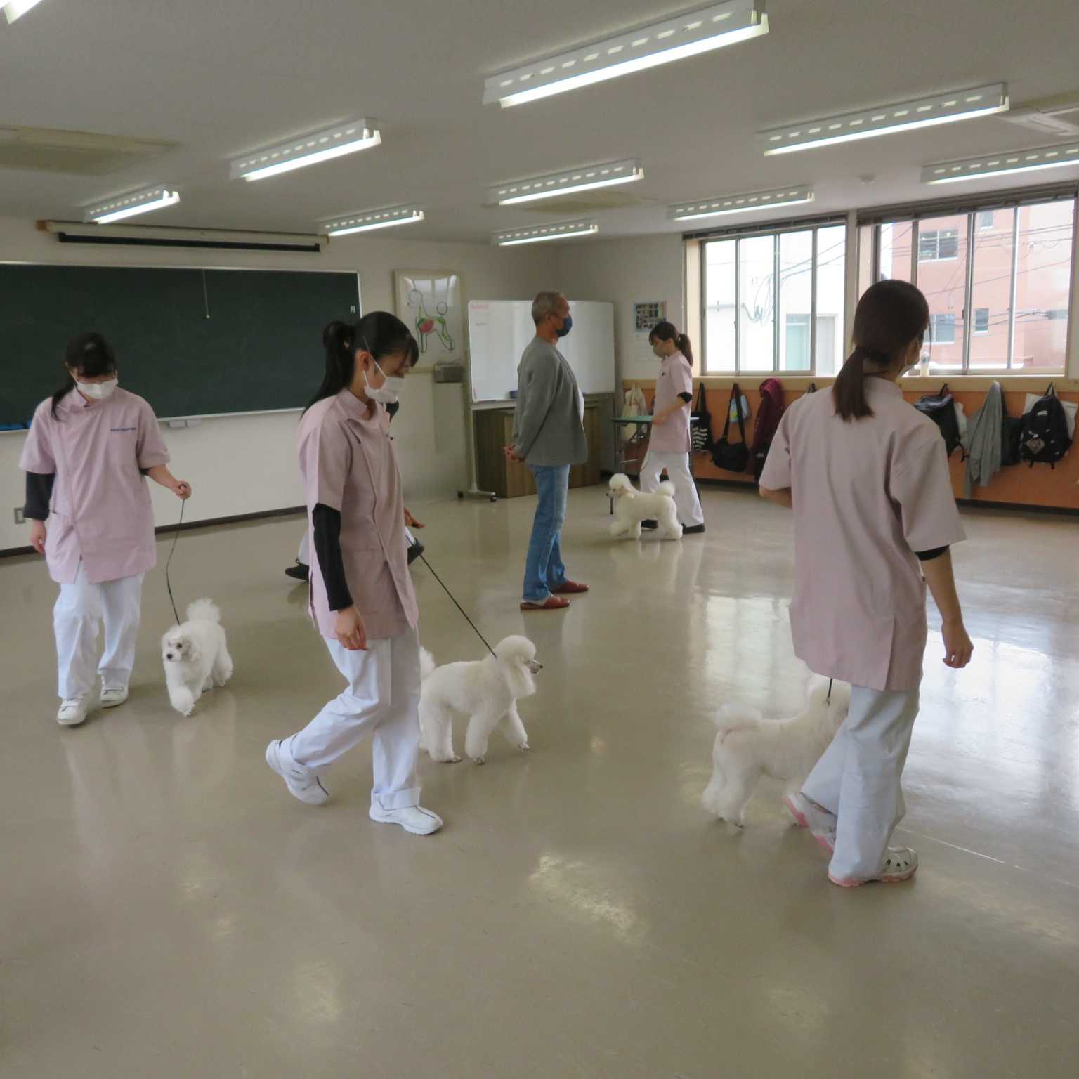 vJKCハンドラー資格取得へ向けて実技授業が行われました(^_^)v | 青森愛犬美容専門学院 - 楽天ブログ