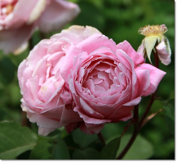 Chant Rose Misato & Bienvenue | ::TORTEといっしょ:: ～ LIFE with トルテ ～ - 楽天ブログ