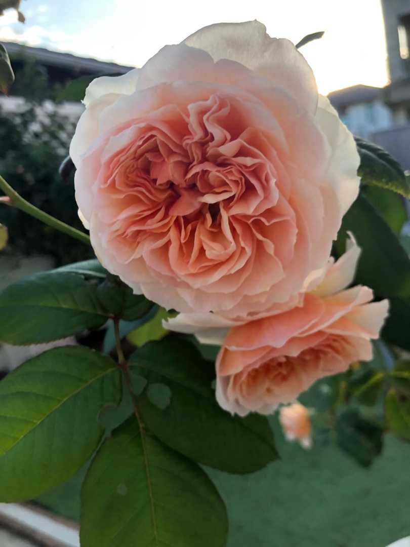 消毒とKIZUNA | Roseママの薔薇庭 - 楽天ブログ