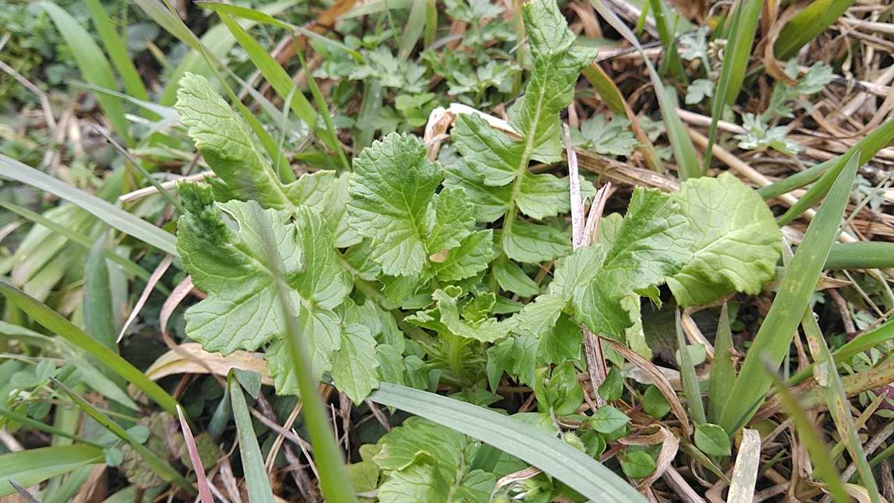 スキゾ逃農記 至善農園精舎 知足 離欲 精進編 | junbenのブログ - 楽天ブログ