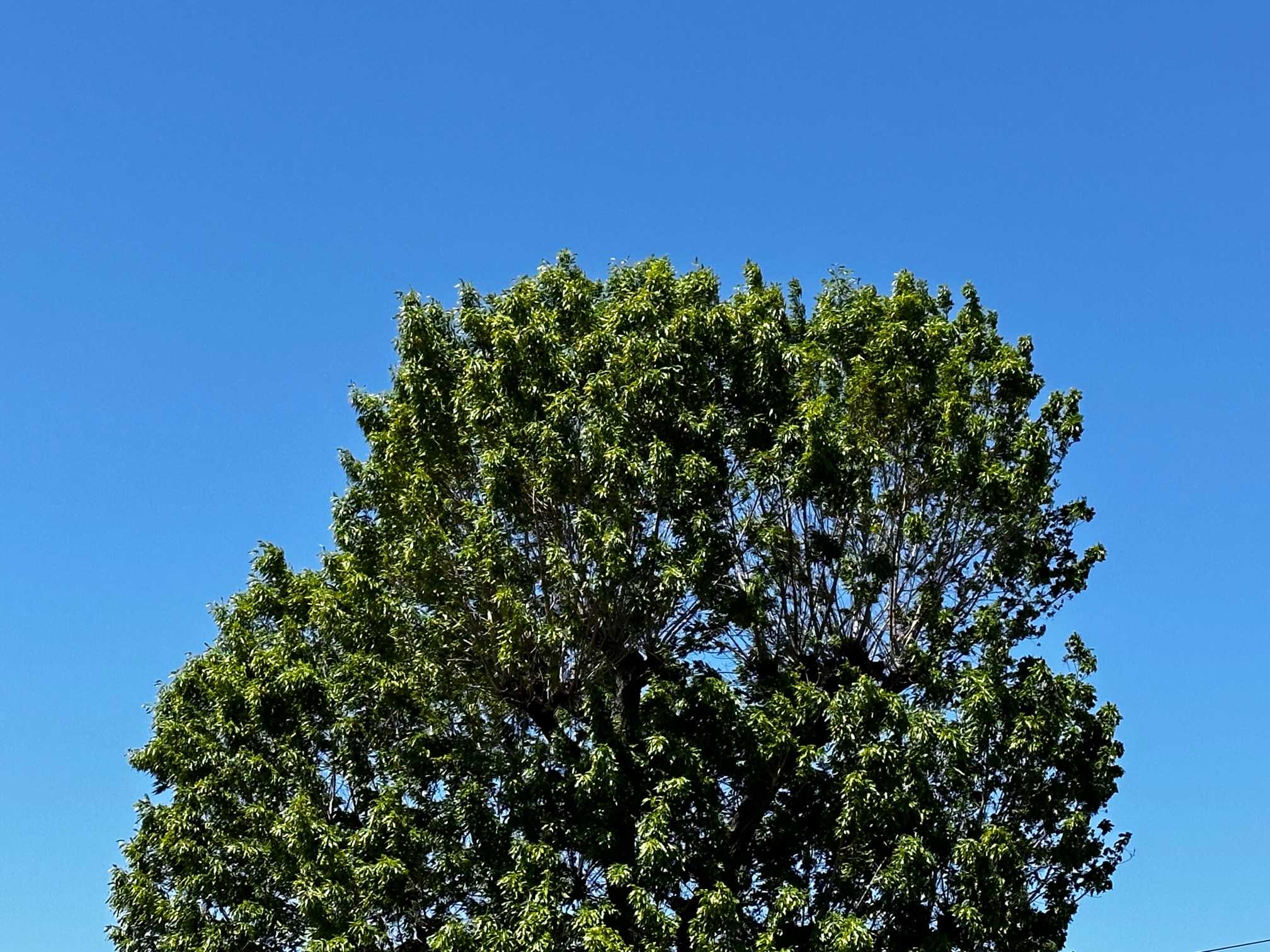 暑い暑いも明日まで。急いで洗濯。 | ミミ0038のブログ - 楽天ブログ