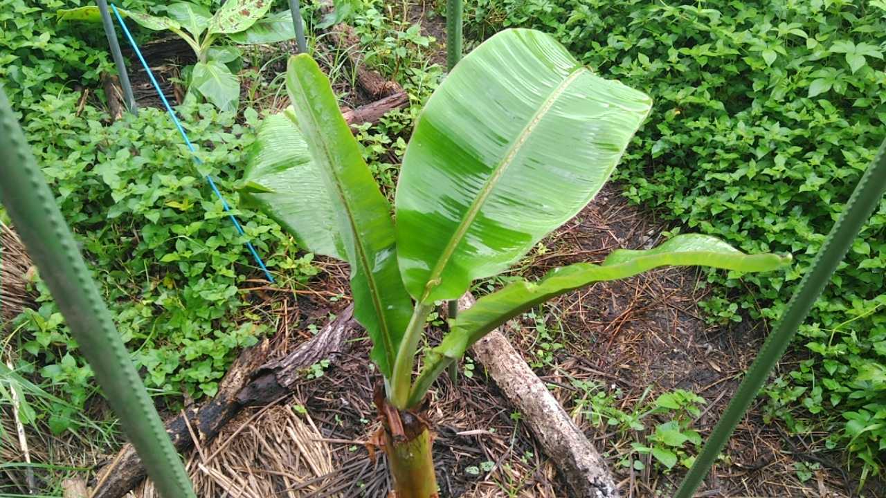 スキゾ逃農記 至善農園精舎 知足 離欲 精進編 | junbenのブログ - 楽天ブログ