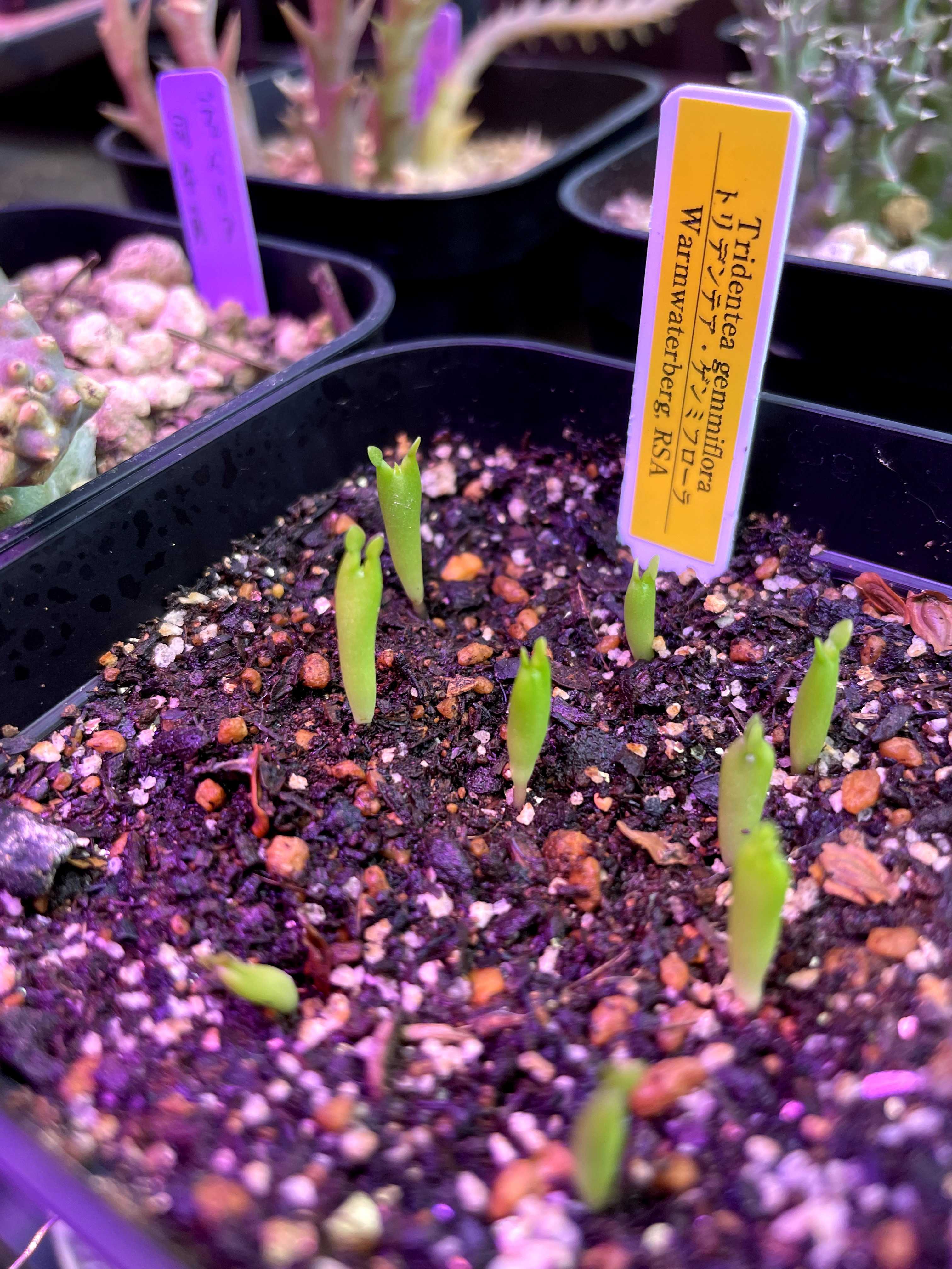 ガガイモの実生にチャレンジ【tridentea gemmiflora】 | 多肉ガガイモまとめ - 楽天ブログ