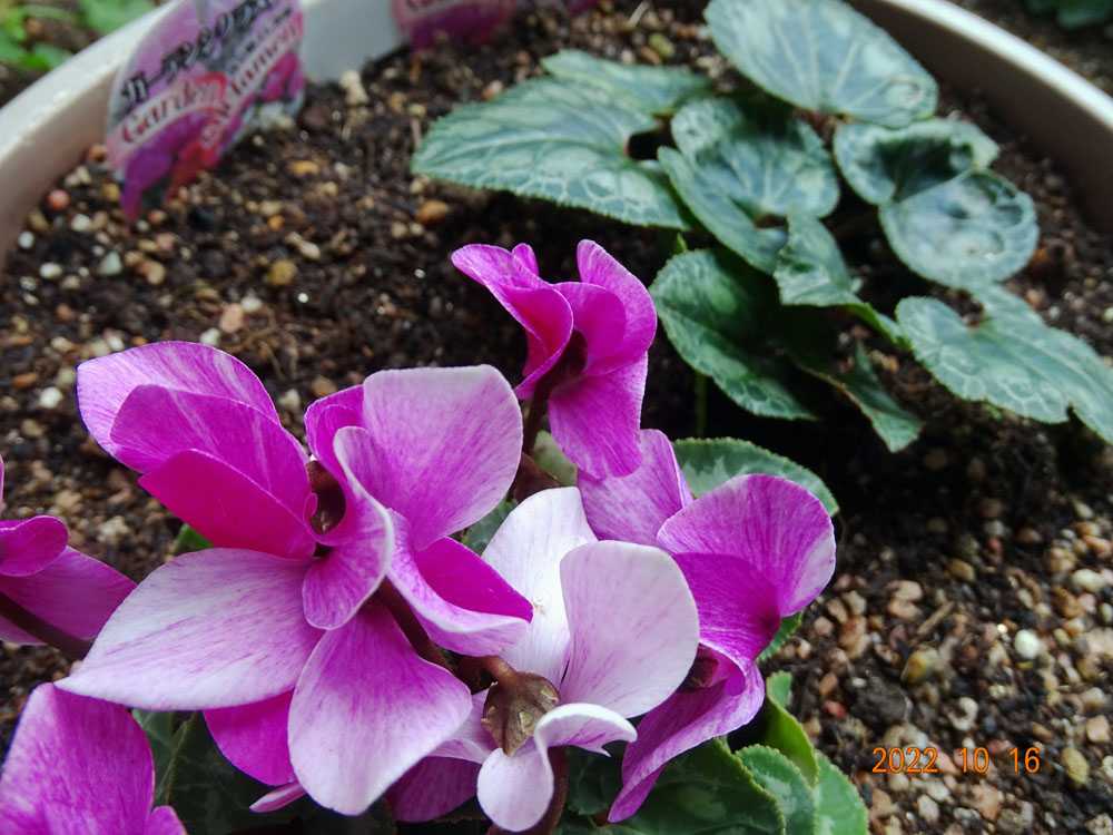 時移りて。 | tominopage - 楽天ブログ