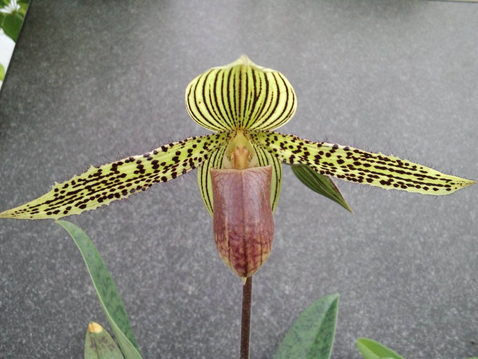 Trgl.フィリピネンシス、Paph.アイアンサ・ステージ、Brat.トゥウンバ・サンライズ | ラン好きのページ - 楽天ブログ