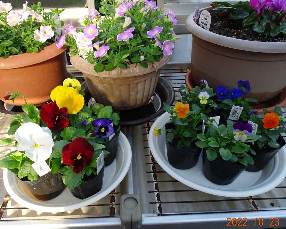 新入りお仲間。 | tominopage - 楽天ブログ