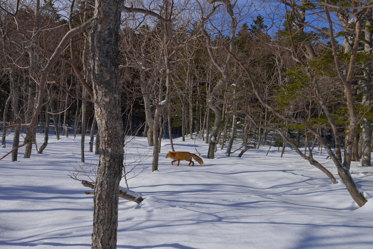 「厳冬期の知床五湖エコツアー」を体験しました。 | 北海道庁のブログ「超！！旬ほっかいどう」 - 楽天ブログ
