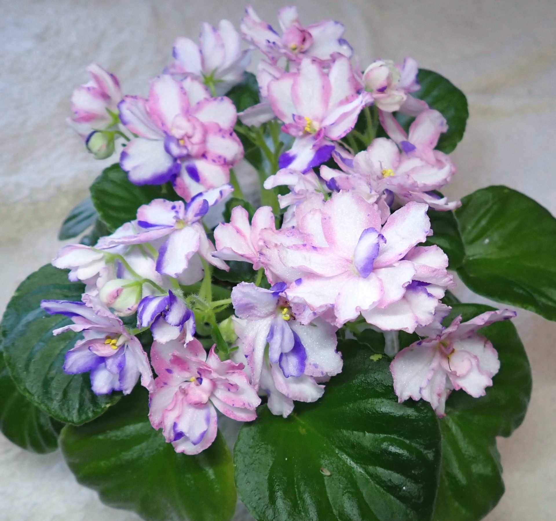 2022.9.19 Chimera MK-Veter Peremen／セントポーリア 縞花（キメラ CHIMERA）／『バレエ音楽「白鳥の湖 ...