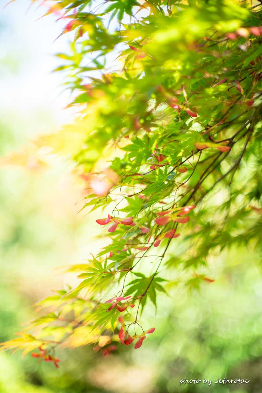 ついに<鷹の目>をゲット!「MC ROKKOR-PG 58mm F1.2 ついに<鷹の目>をゲット!「MC ROKKOR-PG 58mm F1.2